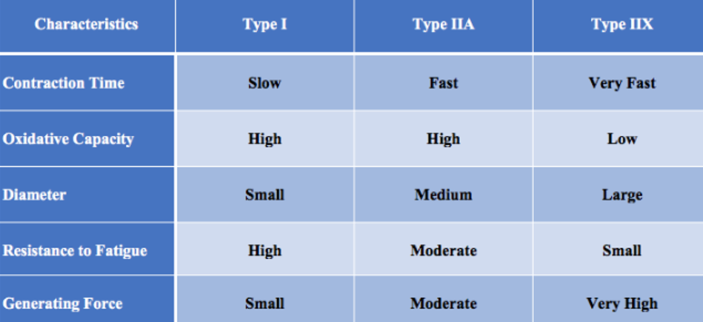Mastering the Blend: Muscle Fibers in Distance Running.