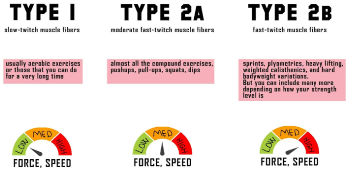 Mastering the Blend: Muscle Fibers in Distance Running.